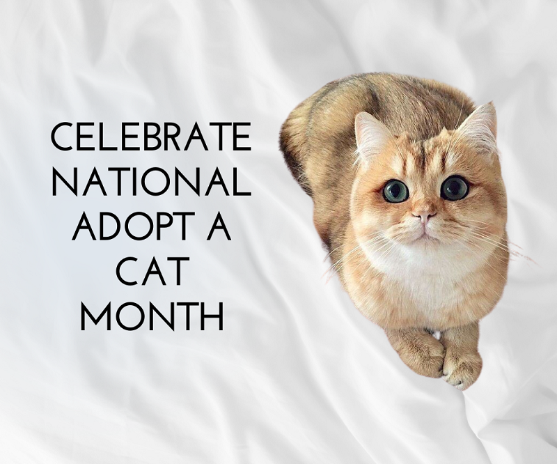 Celebrate National Adopt a Cat Month | Utah Veterinary Hospital