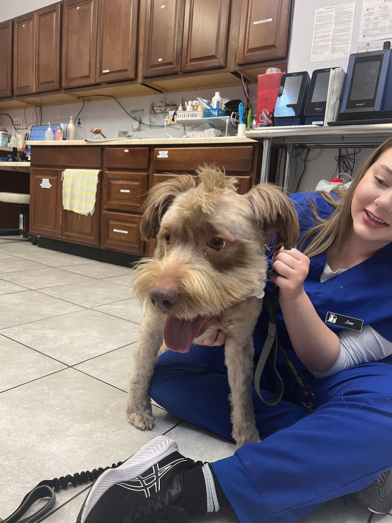 Examinations in American Fork, UT | Utah Veterinary Hospital